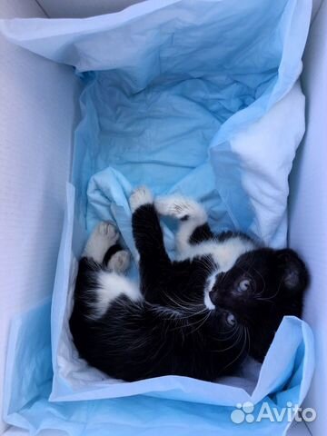 Котёнок в добрые руки