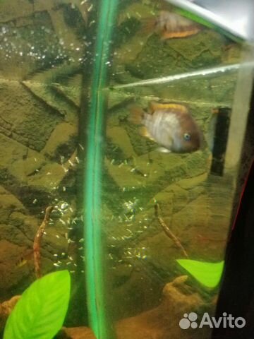 Самка цихлазомы седжика