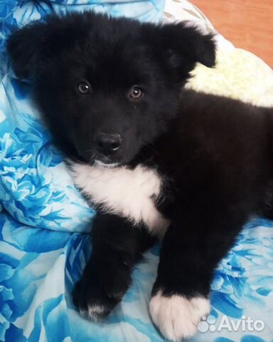 Черный Бим белая лапа в добрые руки