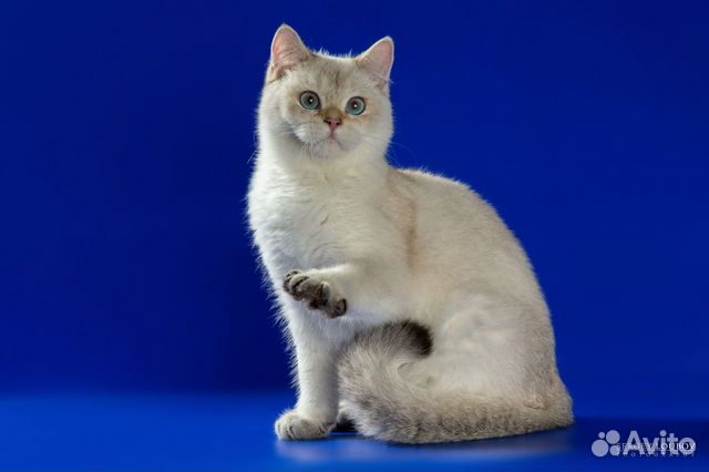 Британский котик золотая шиншилла пойнт