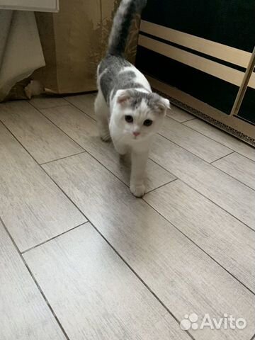 Прекрасный вислоухий мальчик