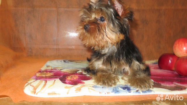 Маленькая принцеска