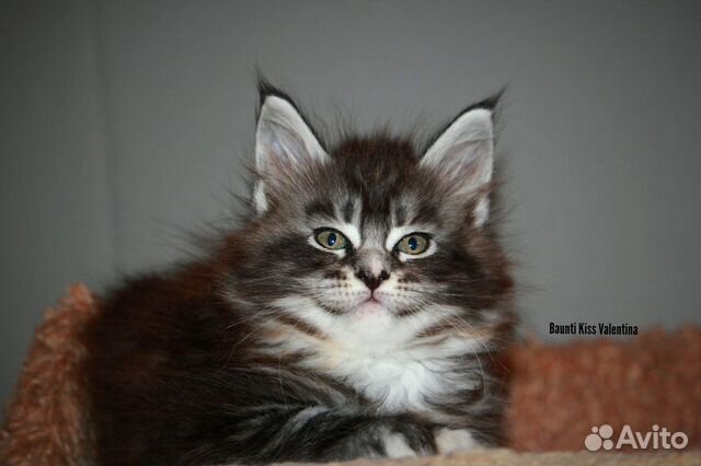 Супер котёнок Питомник