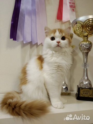 Кот,хайленд страйт,красный биколор