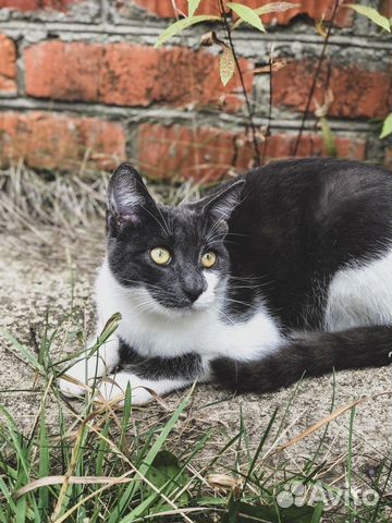 Отдам кота Лаки