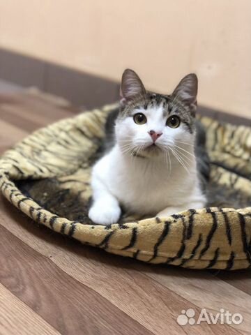 Кот. Котёнок ждёт хозяина