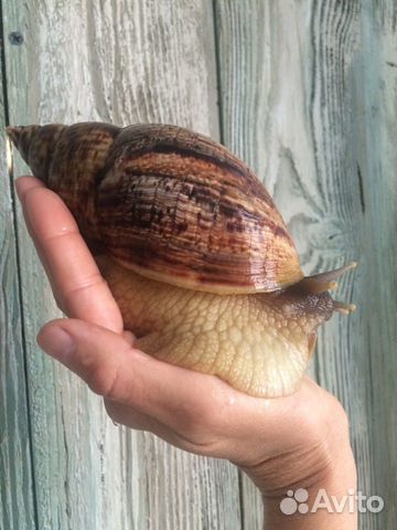 Улитка Ахатина Взрослая в дар(бесплатно)