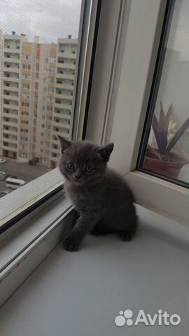 Продаются британские котята