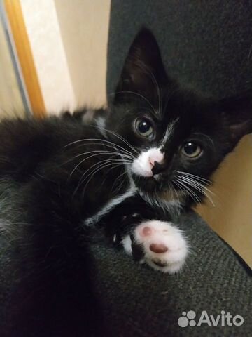 Отдам котят в добрые руки