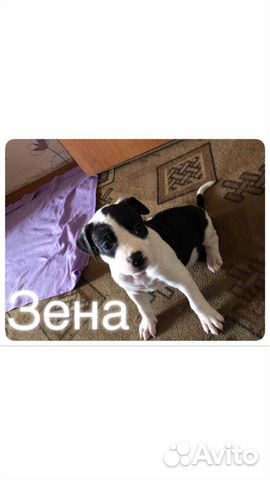 Щеночек ам.стафф