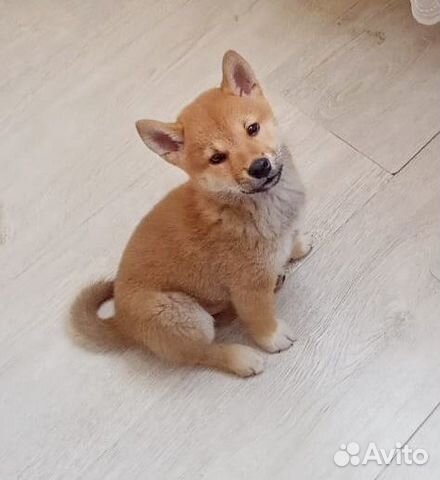 Щенок Сиба ину