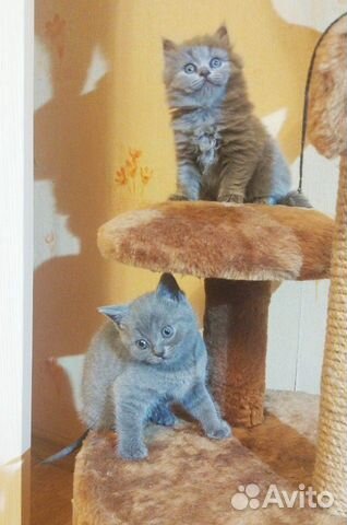 Котята британцы