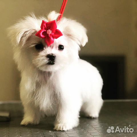 Миленькая милашка мини, настоящий мини