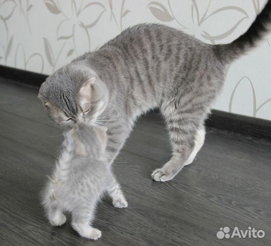 Котенок Скоттиш Фолд Вислоухий