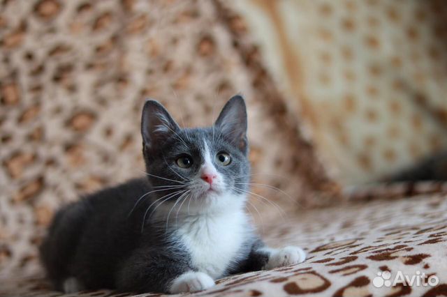 Котёнок Стёпушка 2 месяца