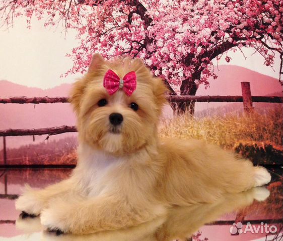 Золотая девочка мини