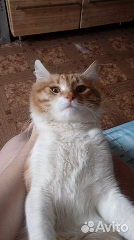 Ищу кота