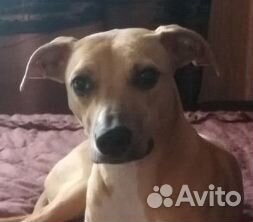 Майла, 1г, 45 см