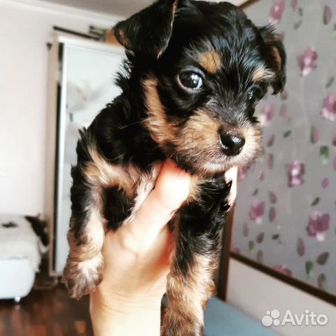 Маленькое счастье