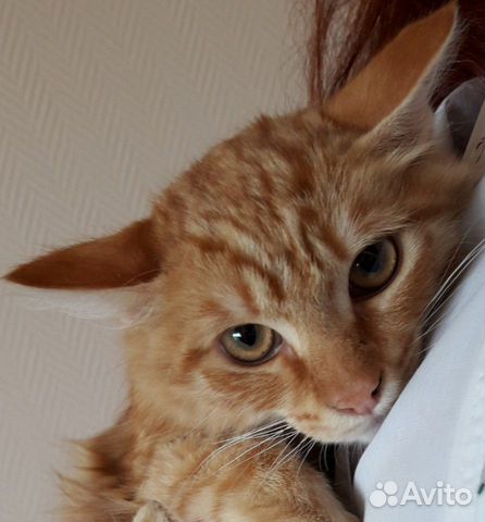 Без кота жизнь не та