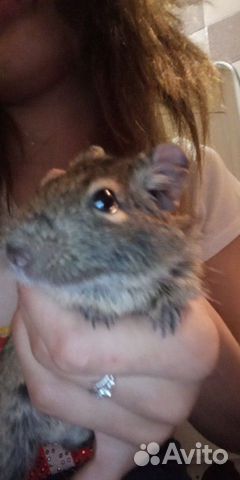 Продаю дегу