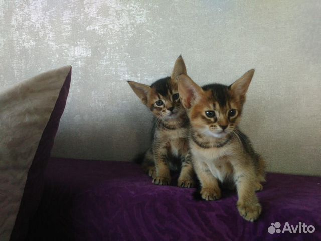 Котята метисы