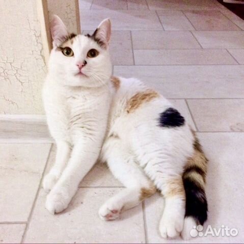 Кантата, ласковая молоденькая киса