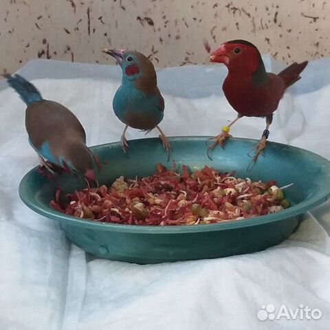 Астрильды и амадины