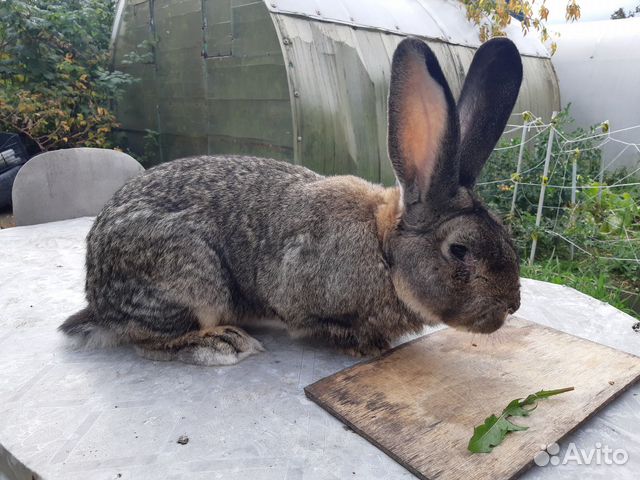 Крол. Фландер