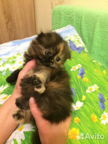 Котята персидские, вислоухие хайленды