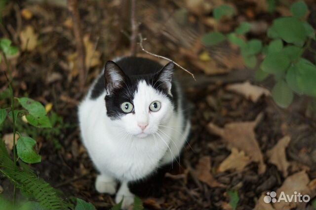 Кошечка Машка