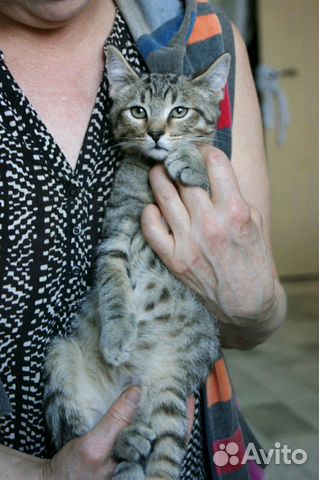 Мальчик-тигренок 2 мес