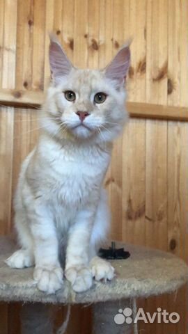 Продаются чудесные котята Мейн-кун из питомника