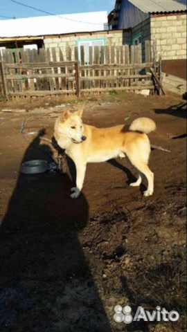 Щенки зсл