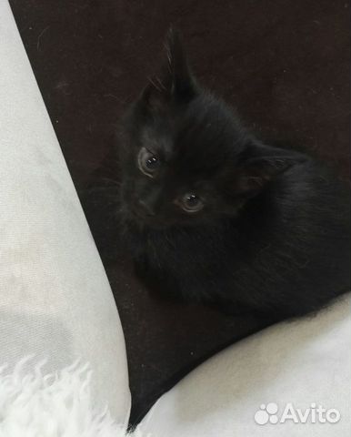 Милейшие котики и кошечки будут радовать вас своим