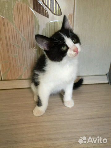 Котёнок Ангел с крылышками в добрые руки