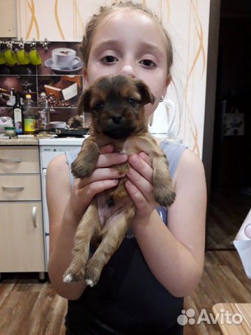 Продам щенка смешенной породы йоркширский терьер с