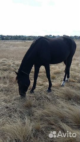 Продаю лошадь