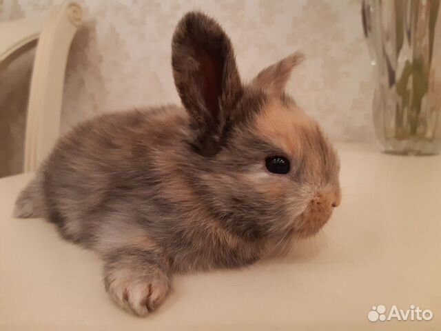 Вислоухие крольчата