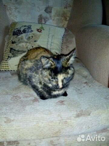 Кошечка-Звездочка