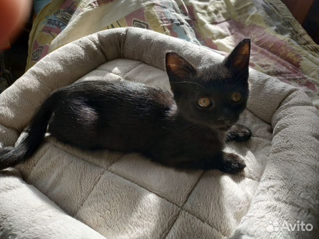Котенок мальчик