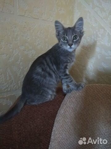 Котенок мальчик серый полосатый 5 мес