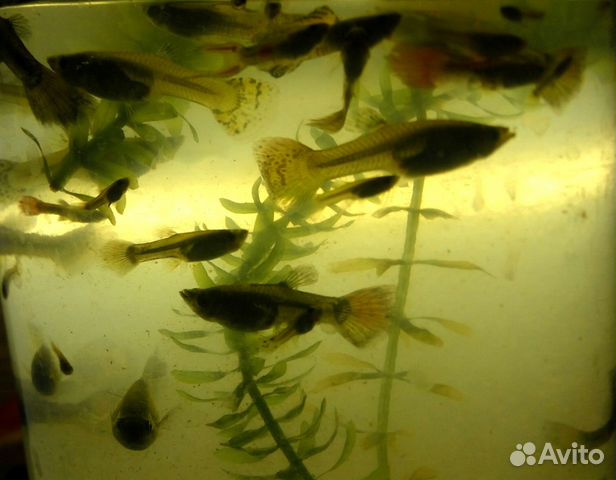 Гуппи оптом