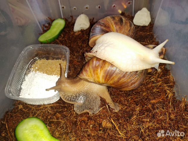 Улитка Ахатина