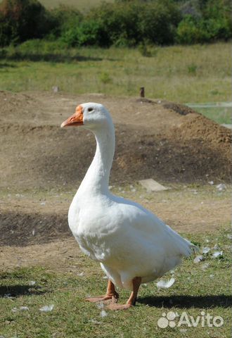 Гуси на племя