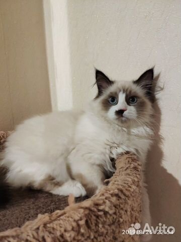Невская маскарадная кошечка