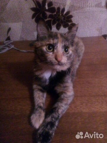 Отдам кошечку