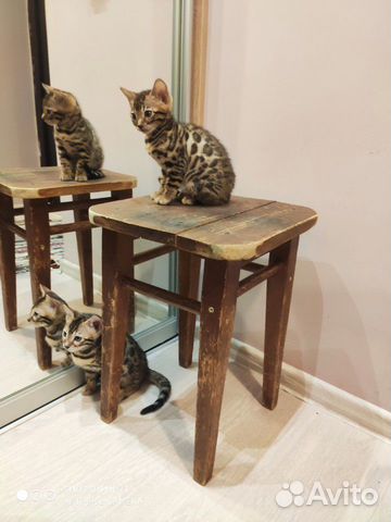 Котята породистые. Бенгальские. С родословной
