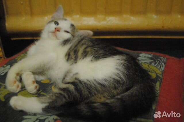 Котик ищет хозяев