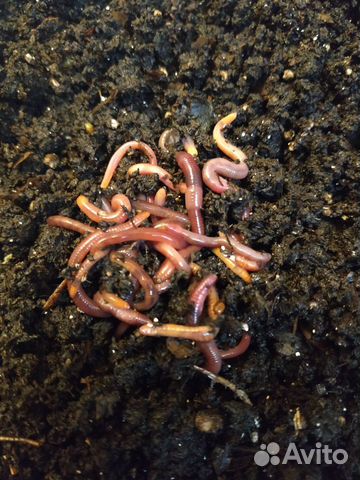 Черви "Старатель"